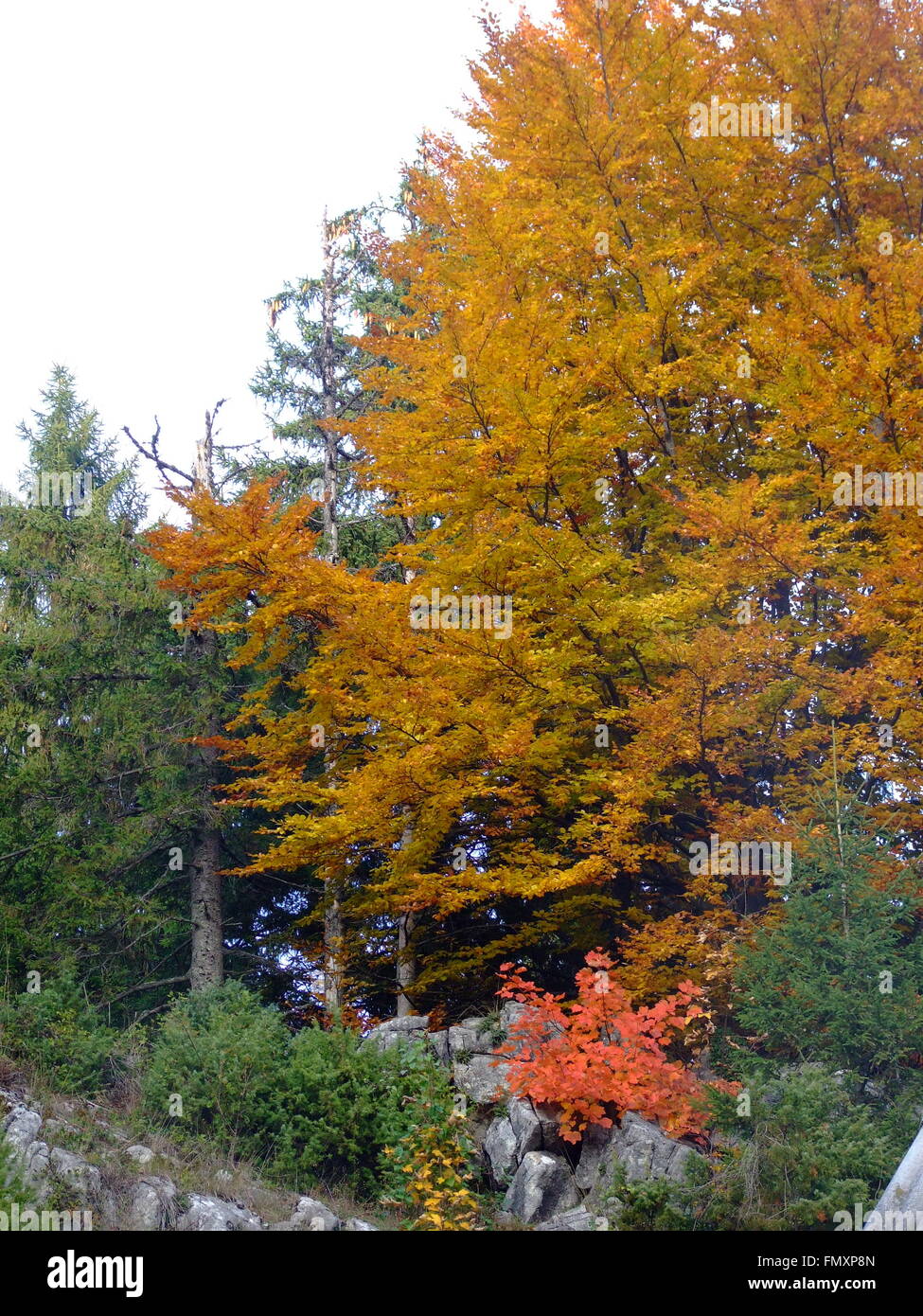 Kneevo - Best photos on dibujosparaimprimir.net