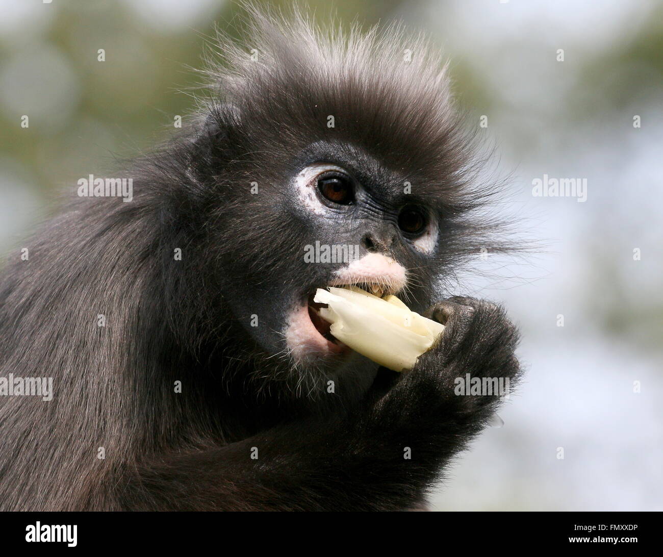 Monkey biting fruit hi-res stock photography and images - Alamy