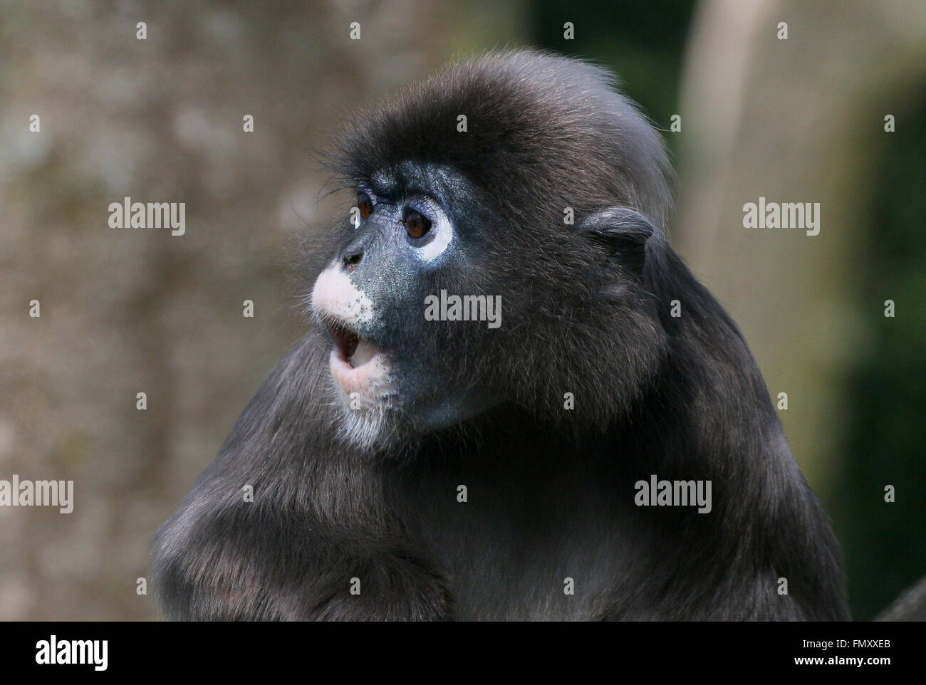 Southeast Asian Dusky leaf monkey (Trachypithecus obscurus). A.k.a ...