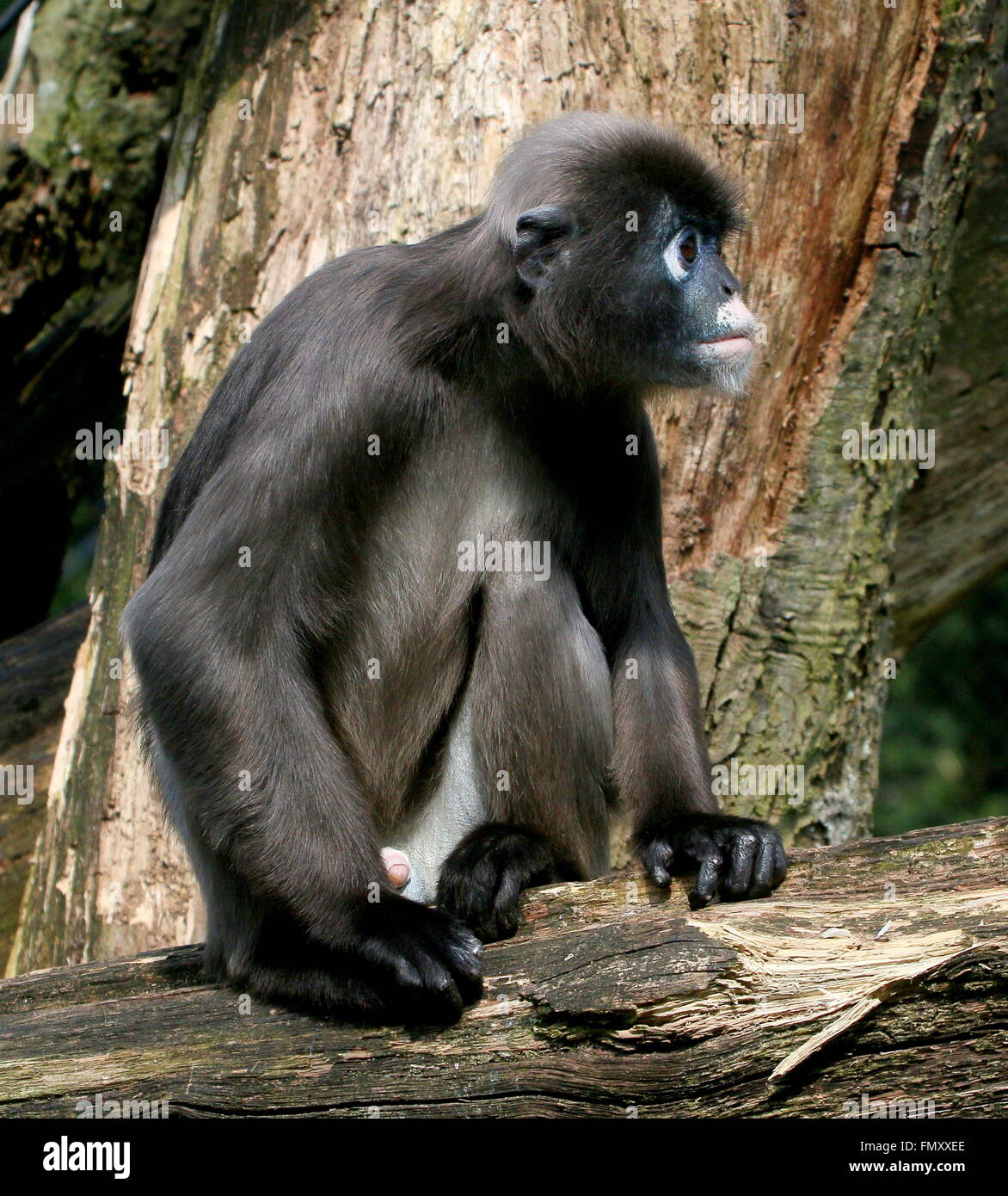 Southeast Asian Dusky leaf monkey (Trachypithecus obscurus). A.k.a ...