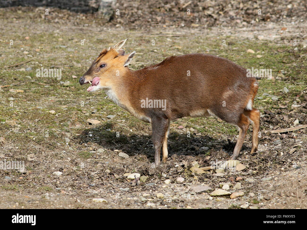 Muntjac de formose hi-res stock photography and images - Alamy