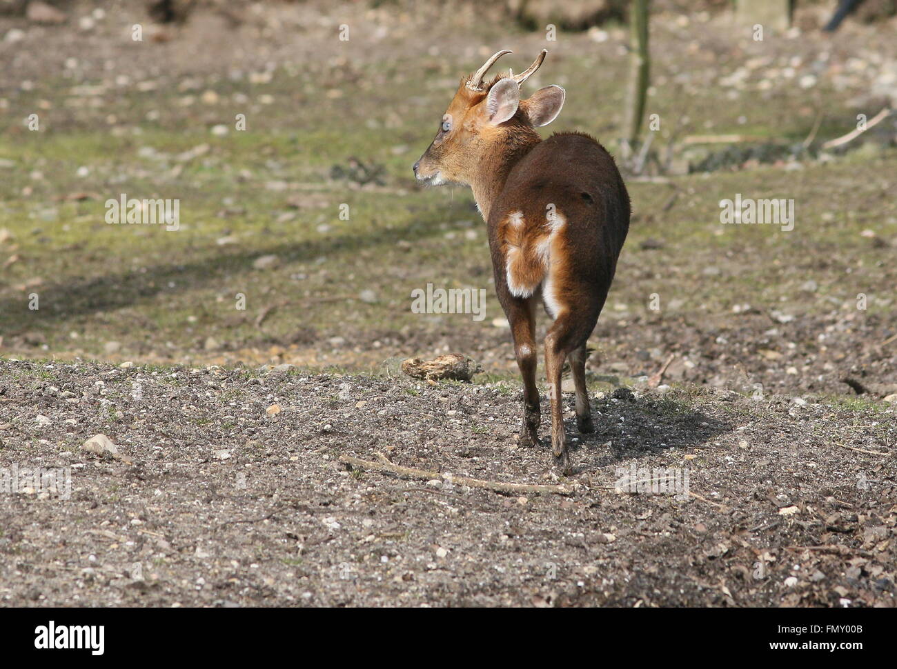 Male Asian Reeve's muntjac deer (Muntiacus reevesi), closeup of the ...