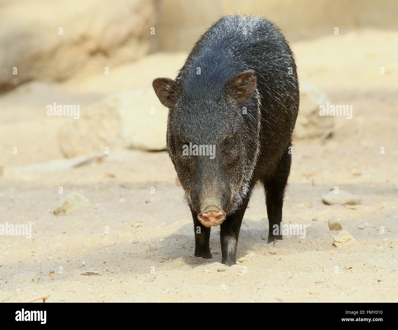 Central American Collared peccary (Pecari tajacu) facing the camera ...