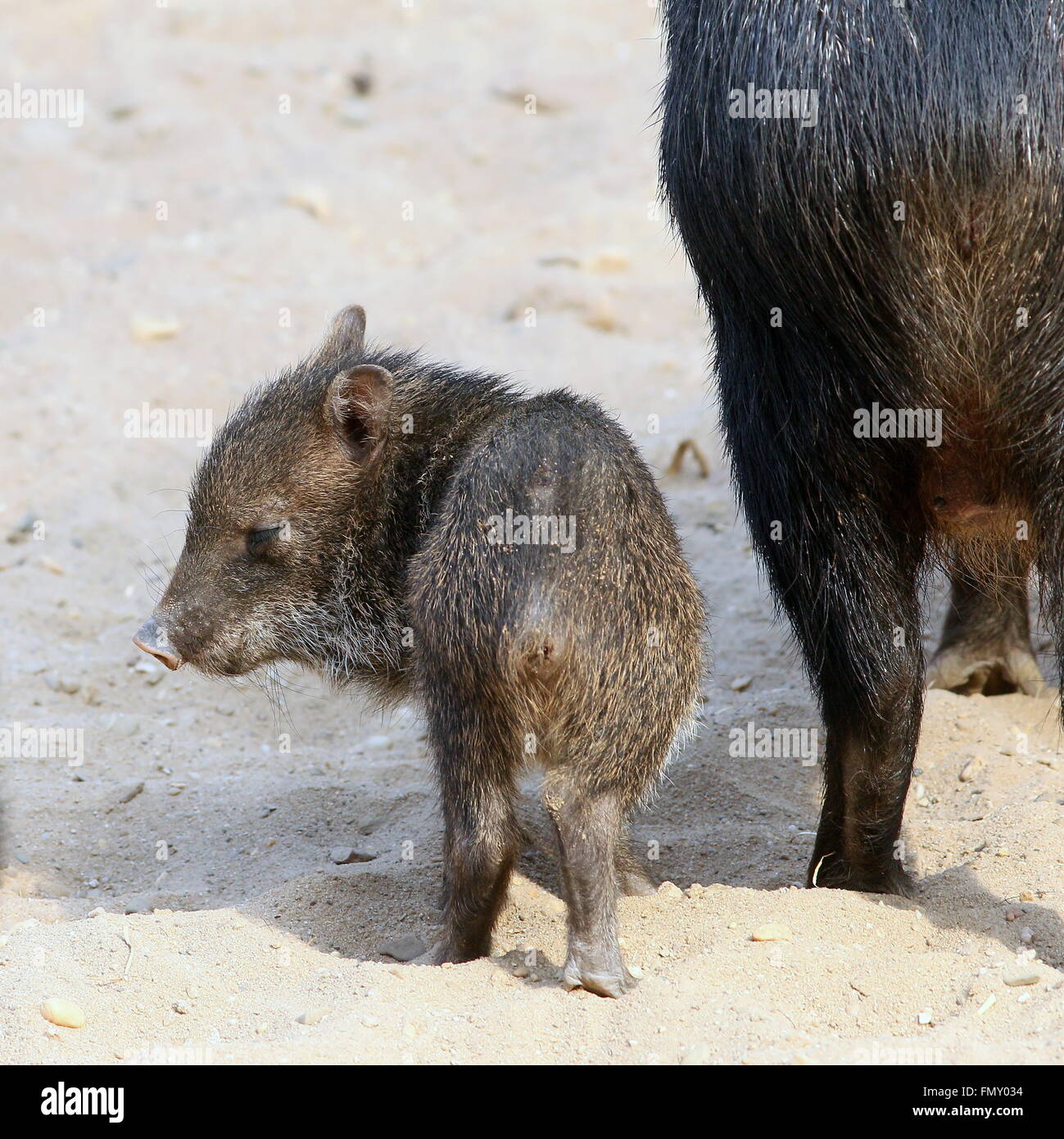 Baby Collared peccary (Pecari tajacu) next to his mother, head turned ...