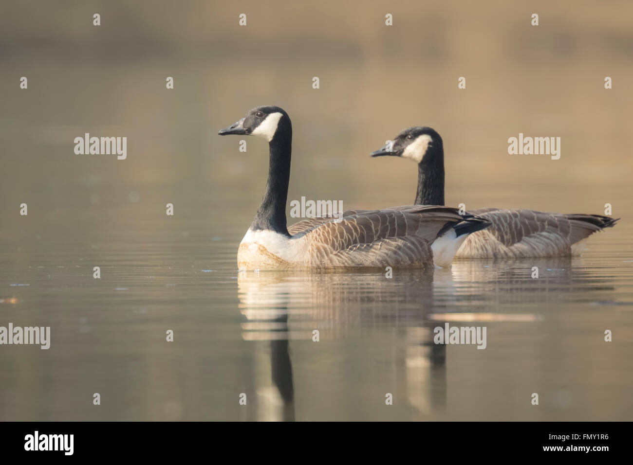 Closeup portrait of two Canadian geese, Branta Canadensis, couple ...
