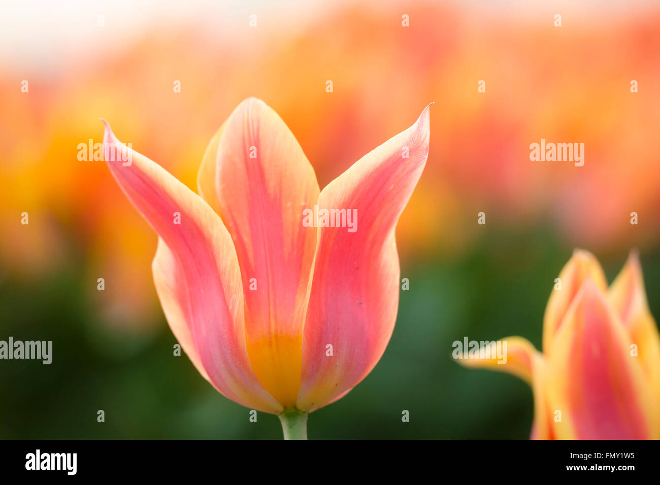 Yellow red flamed tulip in flowerbed in Springtime in the Netherlands ...