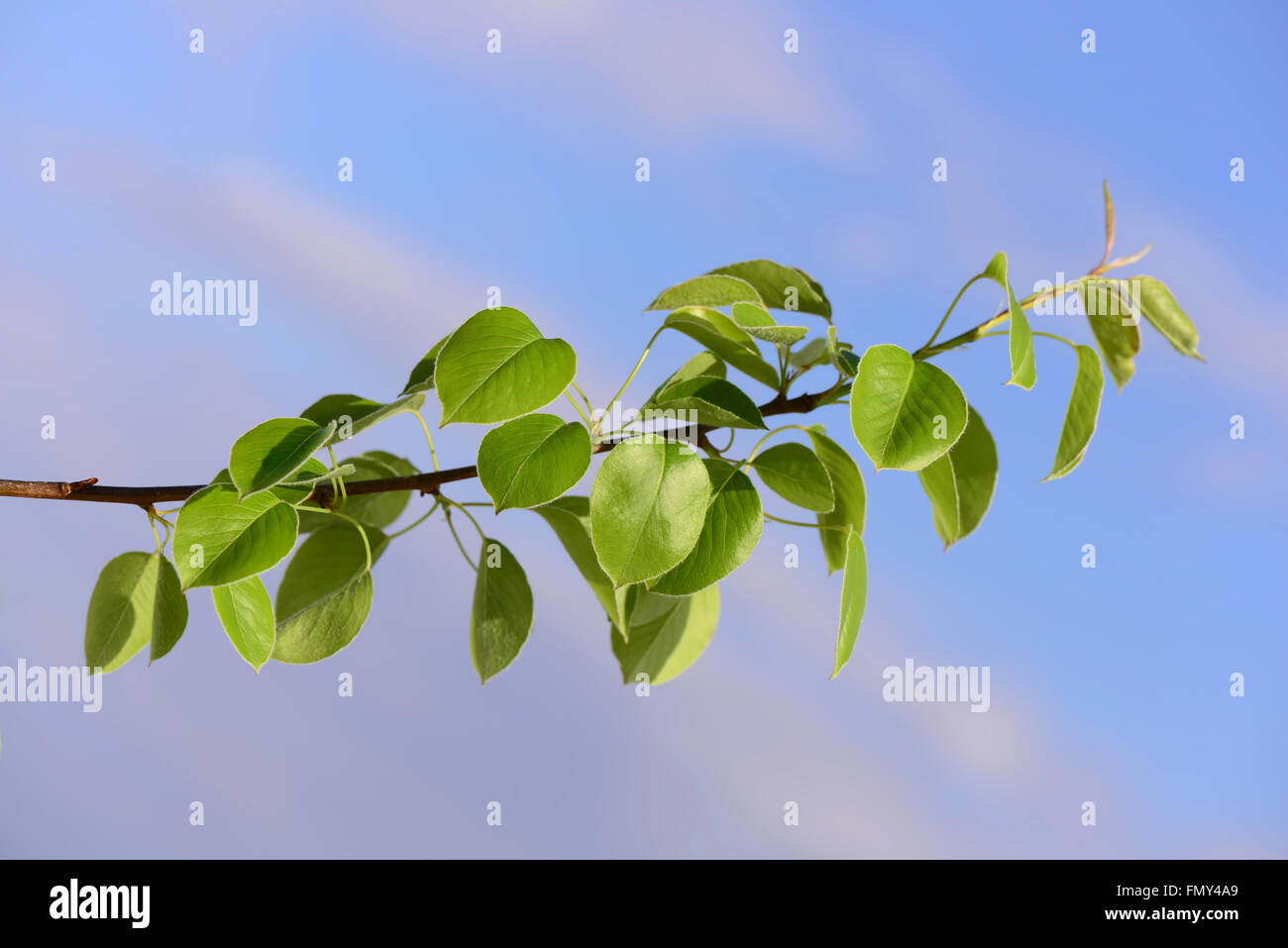 Juicy trees hi-res stock photography and images - Alamy