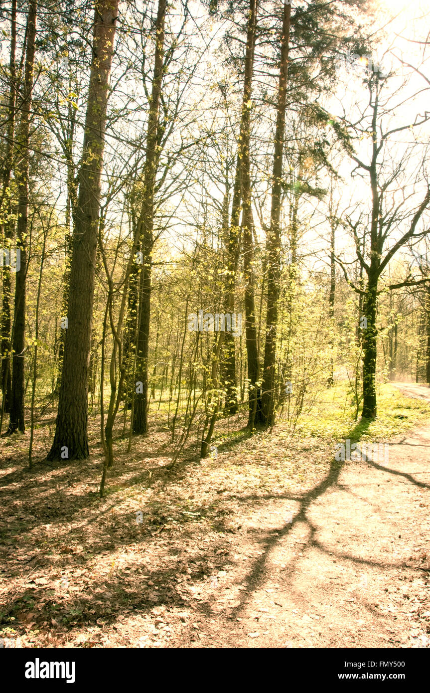 Vintage forest wallpaper hi-res stock photography and images - Alamy