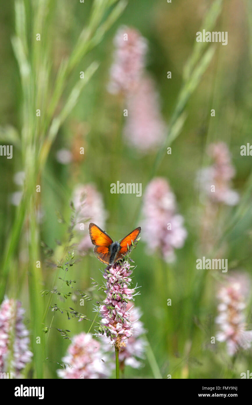 Male large Copper butterfly on (Lycaena dispar) on knotweed Stock Photo ...
