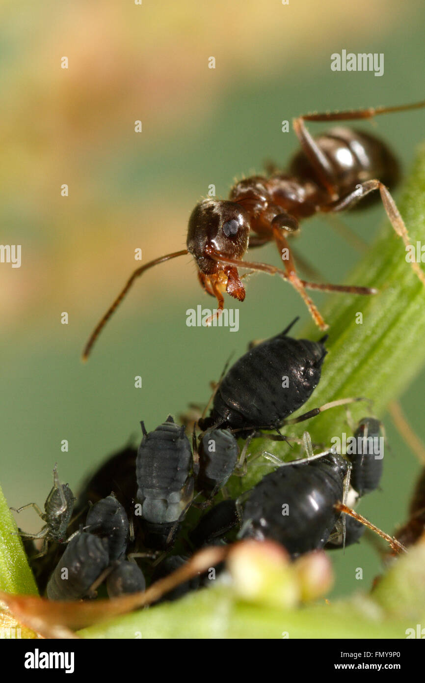 Black Garden Ant (Lasius niger) and aphid Stock Photo - Alamy