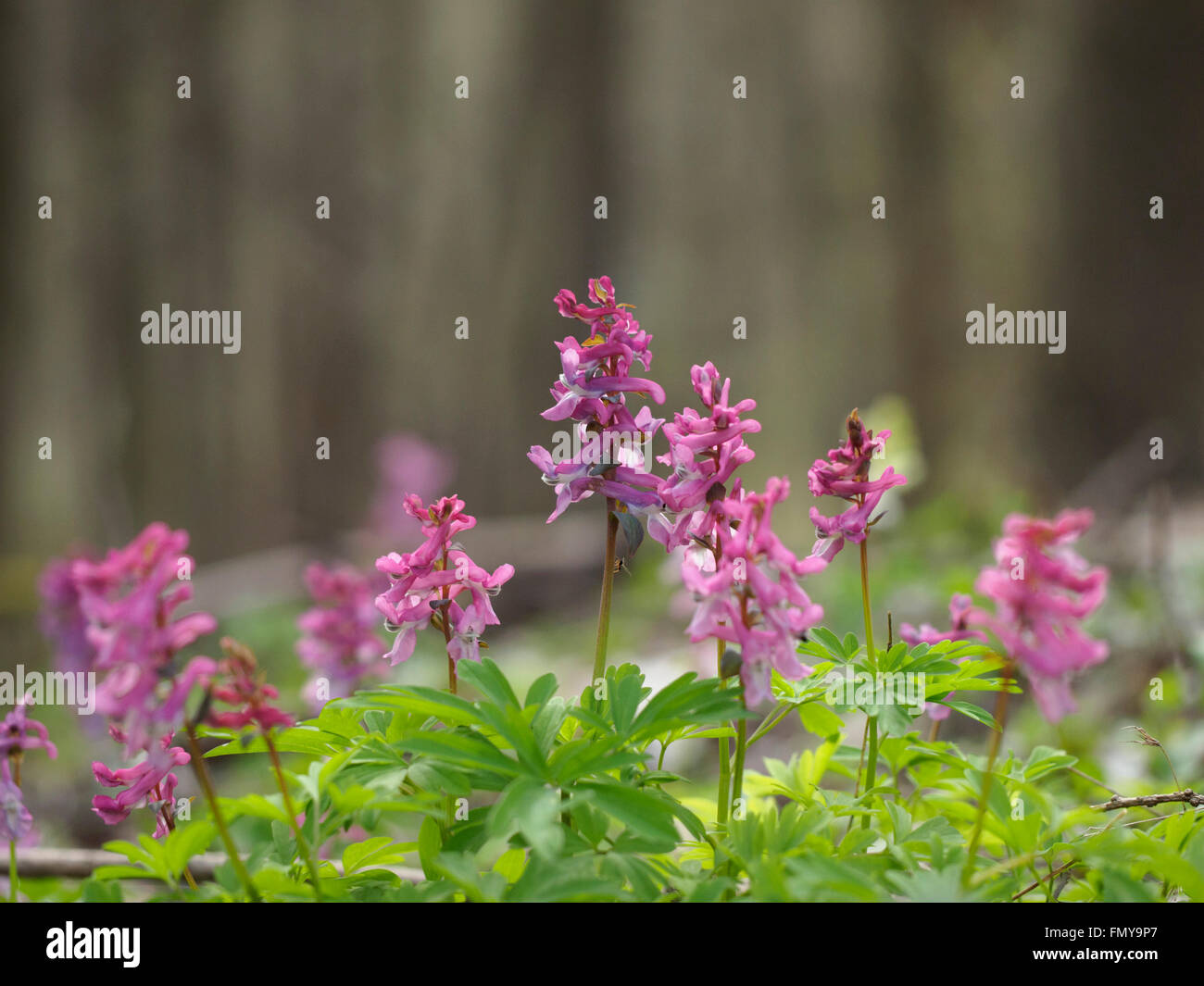 Corydalis flower hi-res stock photography and images - Alamy