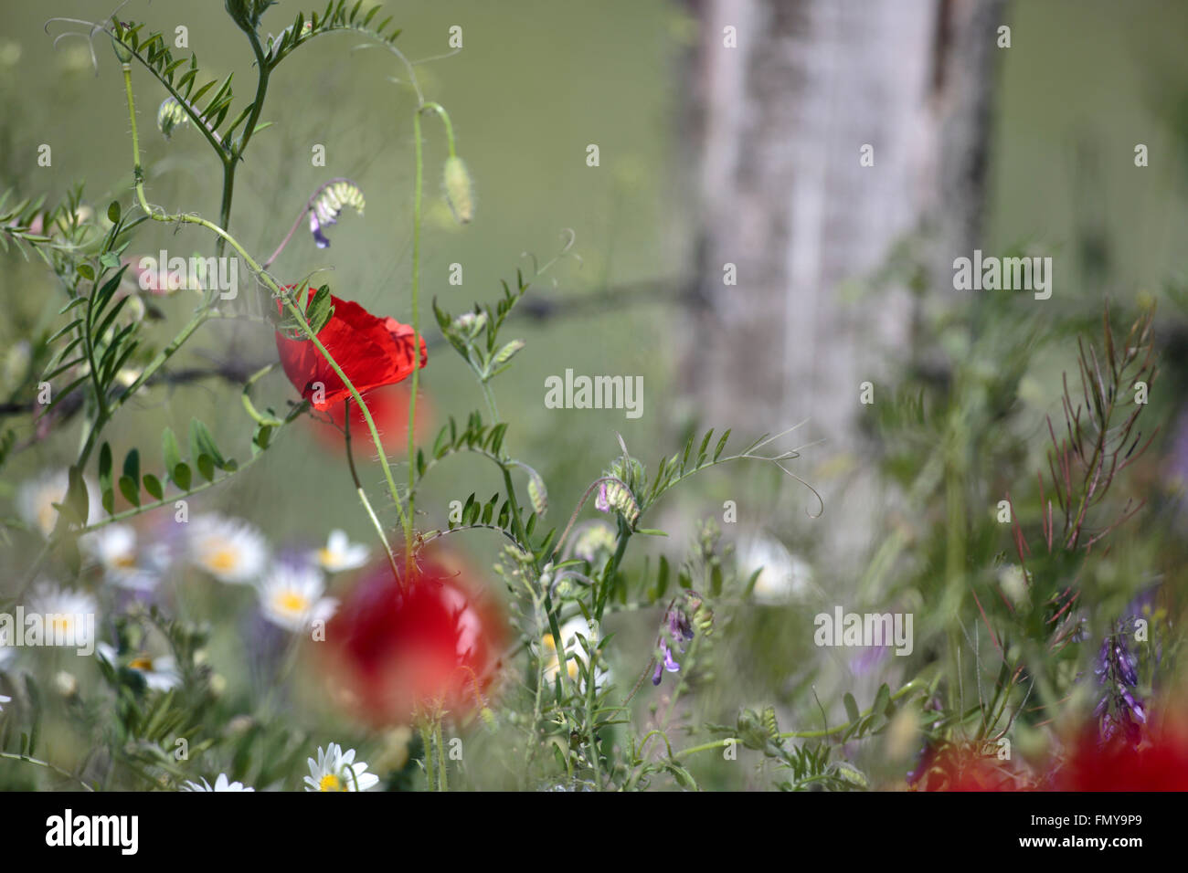 Fence post flowers hi-res stock photography and images - Alamy