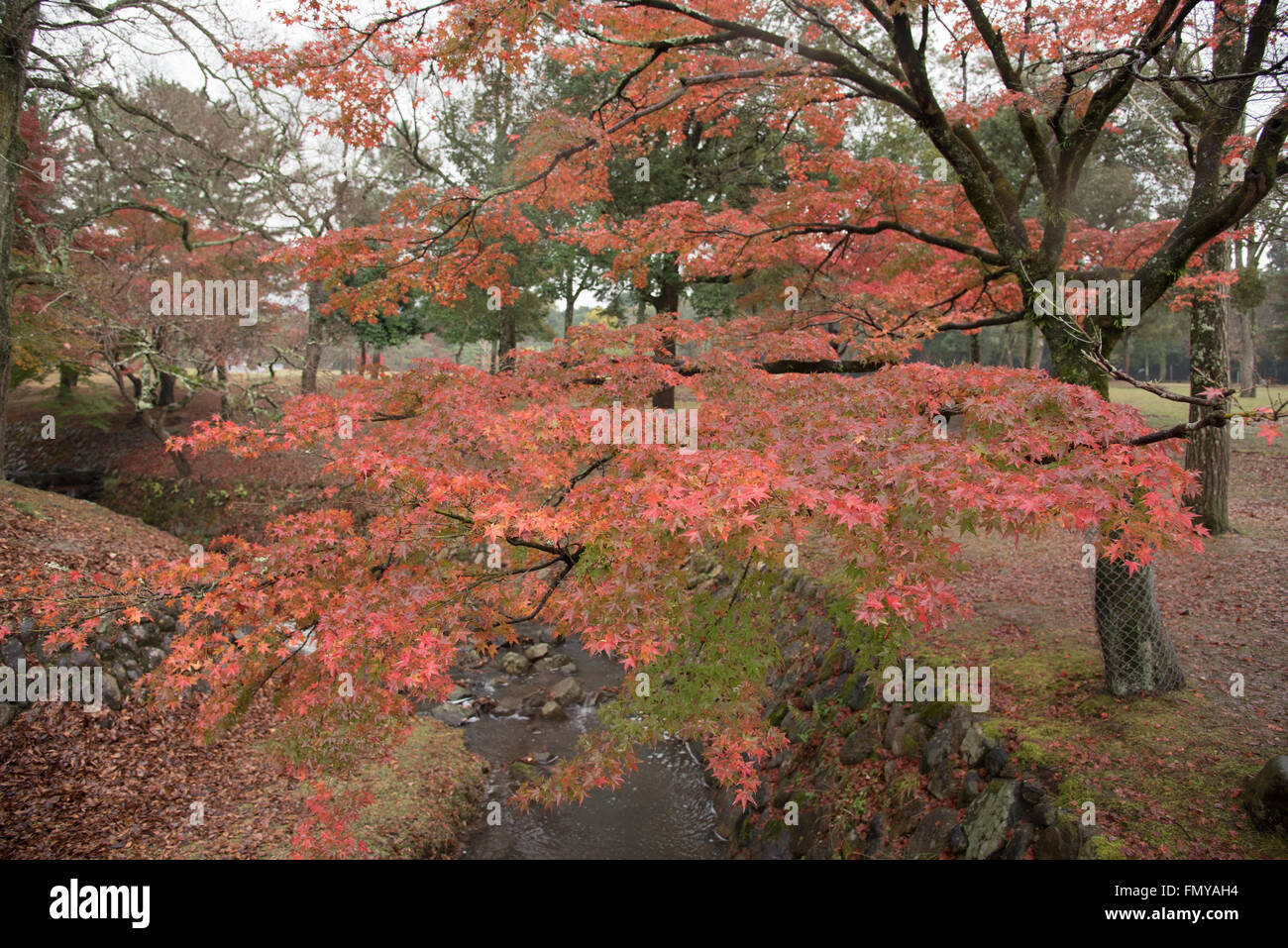 Tourism nara japan hi-res stock photography and images - Alamy