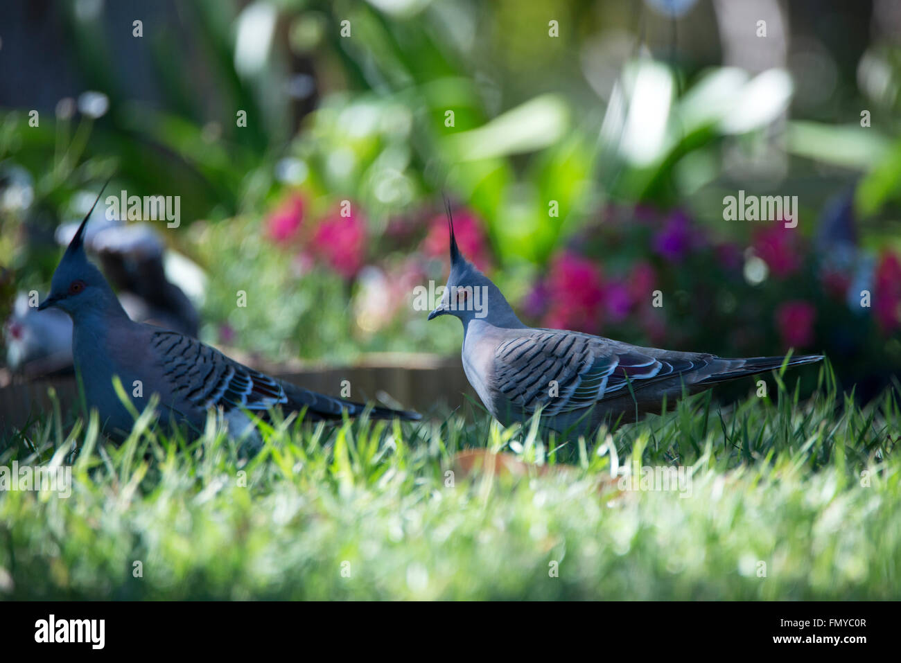 Australian native pigeon hi-res stock photography and images - Alamy