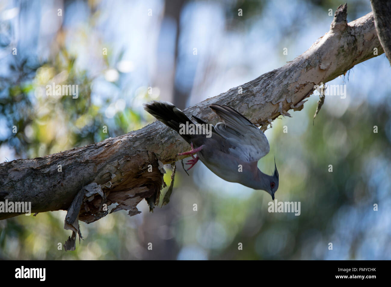 A Crested Pigeon dive for food in a garden. It is a native of the ...
