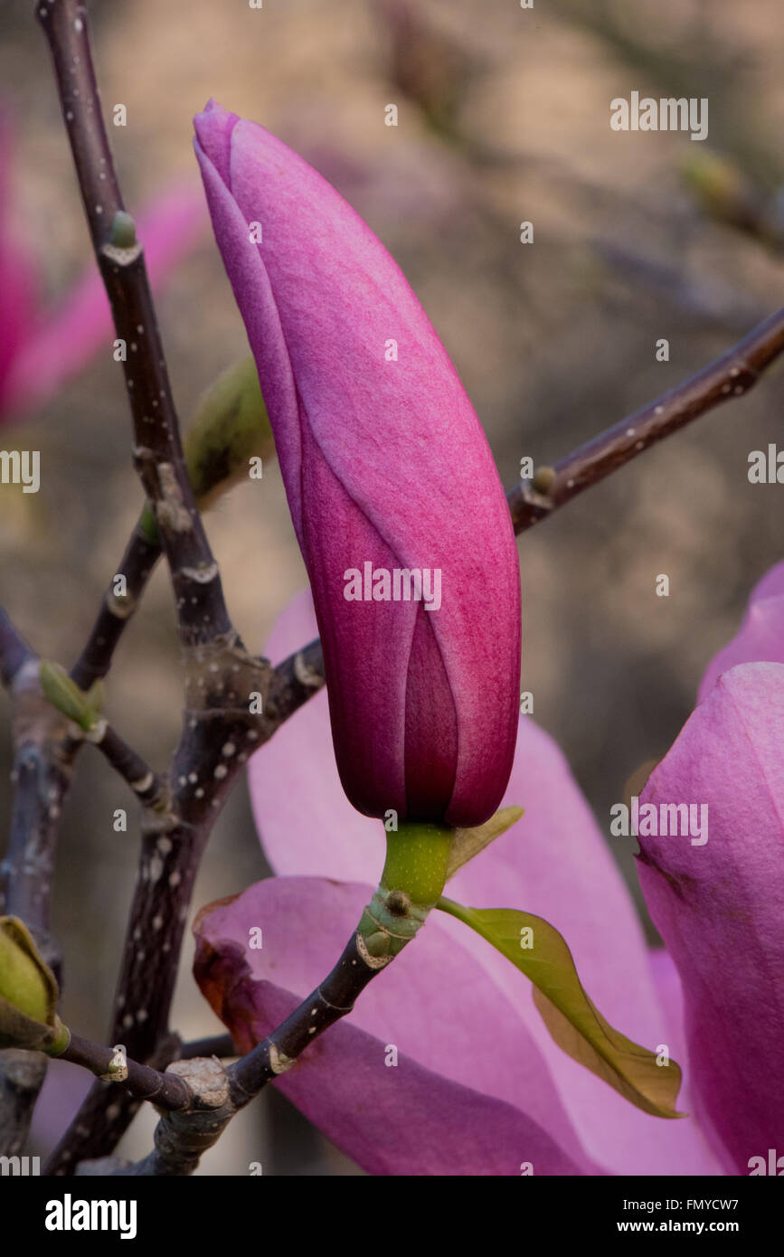 Pink magnolia flower bud in a tree Stock Photo - Alamy