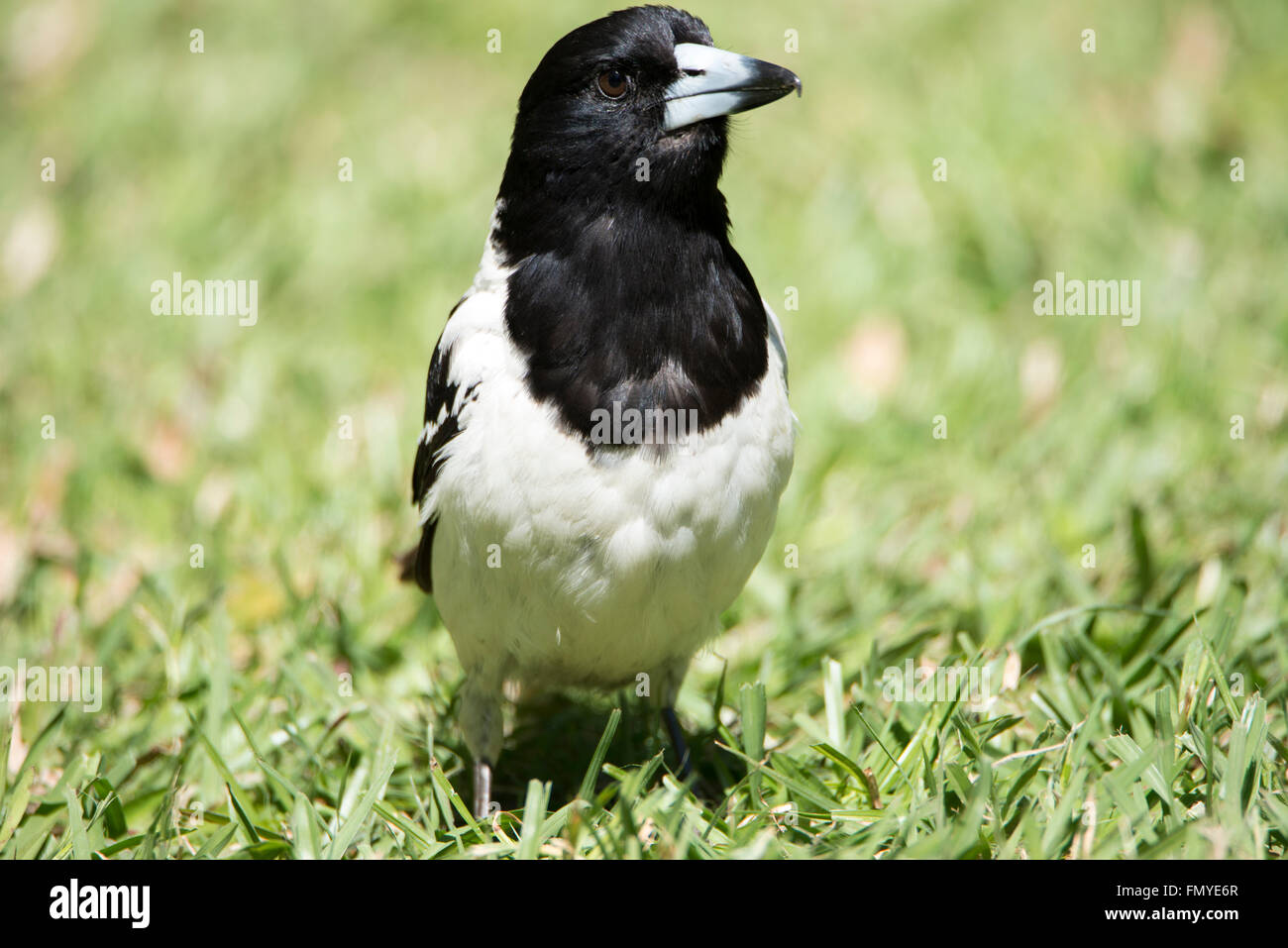 Australian butcher bird hi-res stock photography and images - Alamy