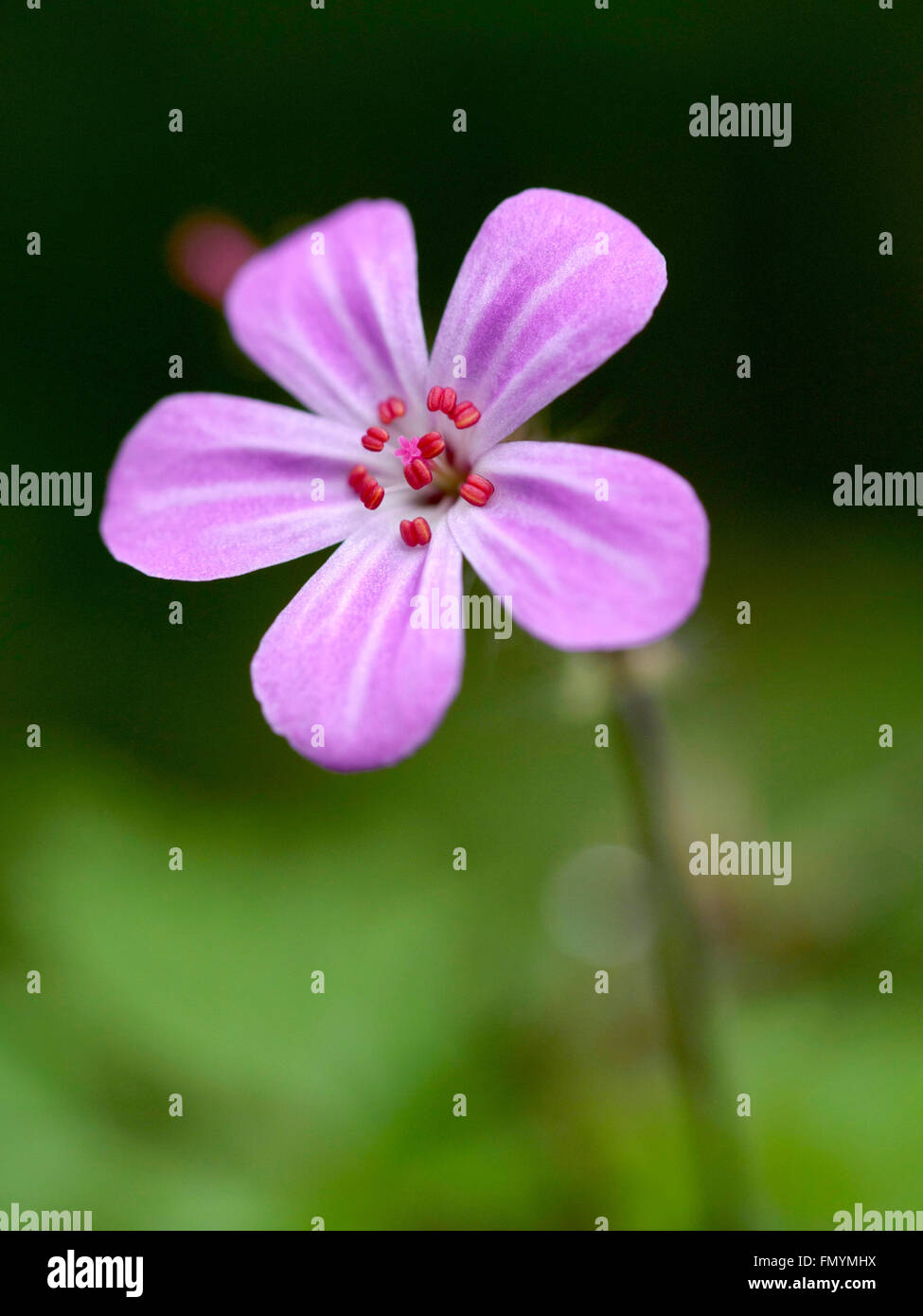 Geranium robertianum, Herb-Robert, flower Stock Photo - Alamy