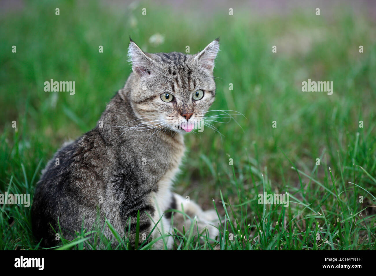 Cheeky cat sticking out his tongue Stock Photo - Alamy