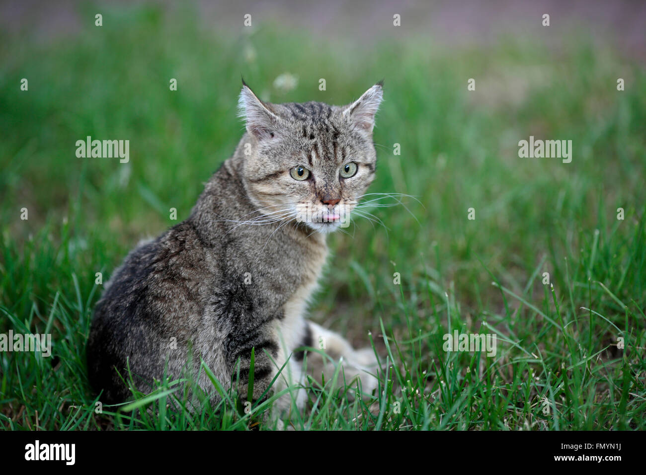 Tom cat sticking out tongue hi-res stock photography and images - Alamy