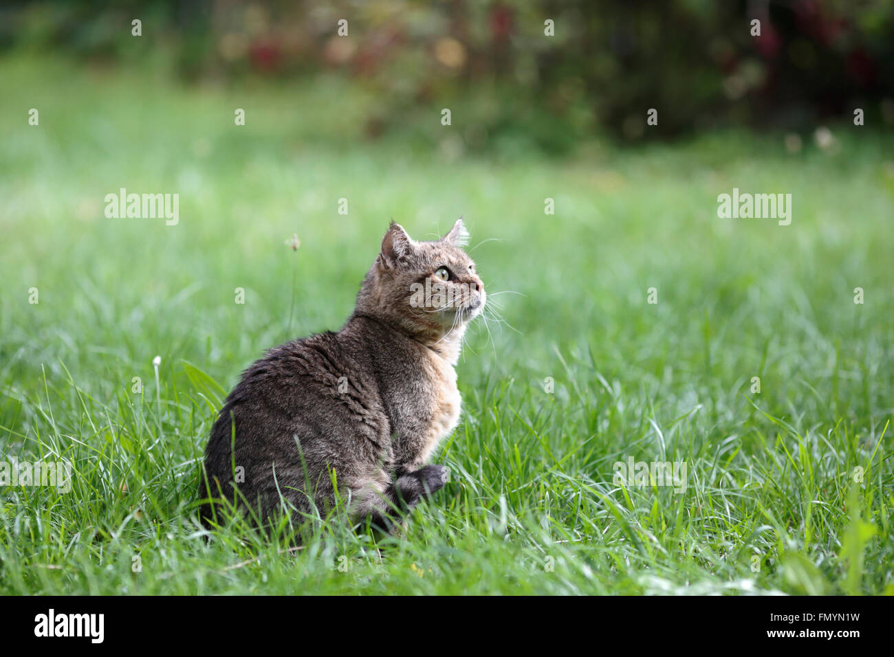 Tabby tom hi-res stock photography and images - Alamy