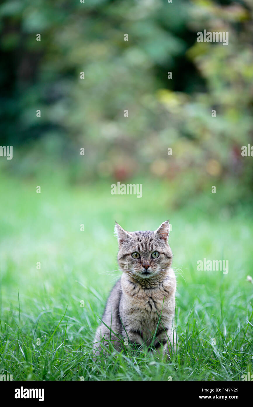 Tabby tomcat looking pensive Stock Photo - Alamy