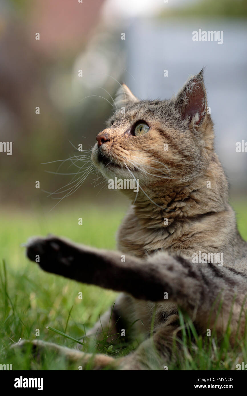 Cat tomcat hi-res stock photography and images - Alamy