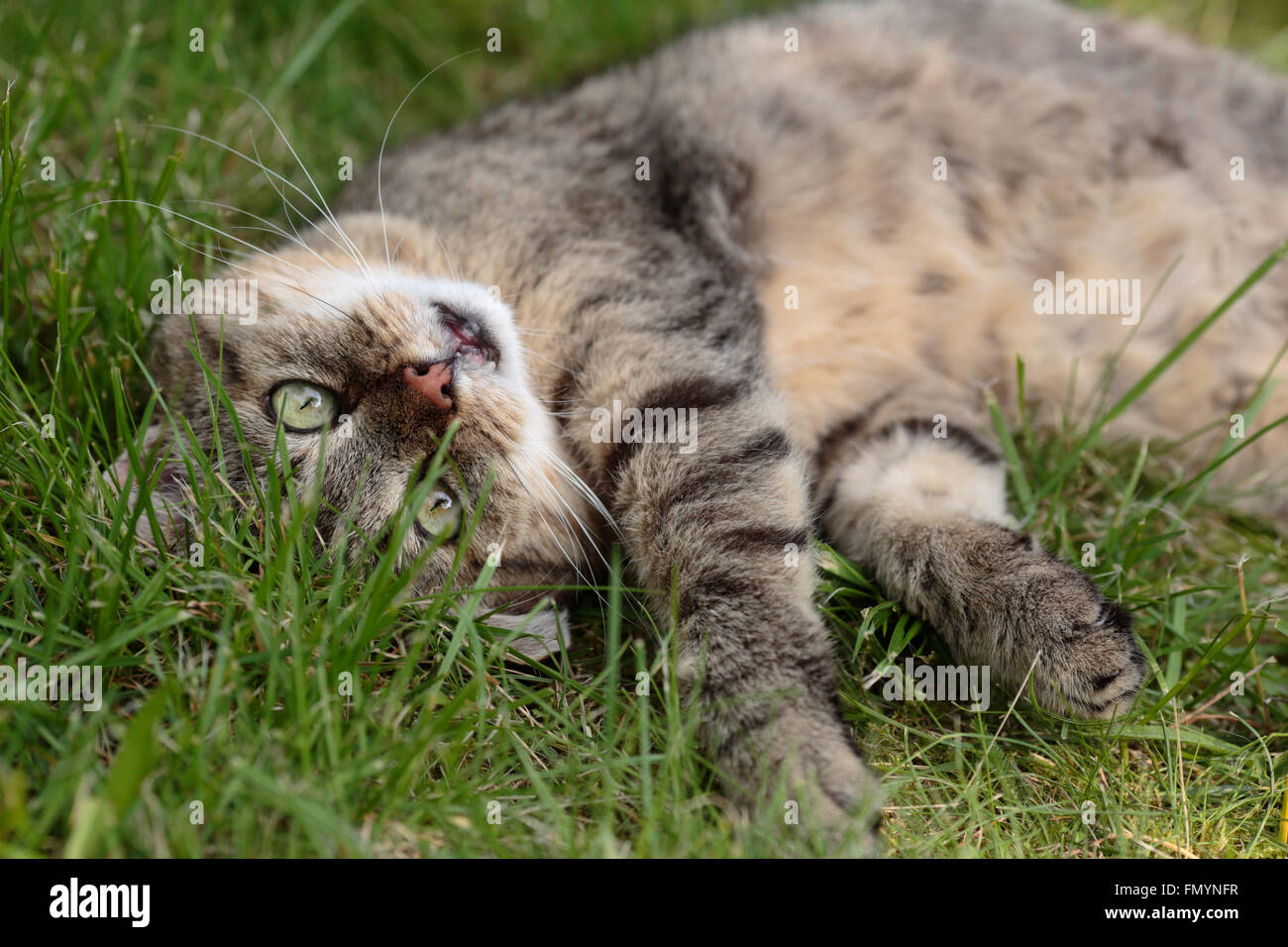 Tabby tomcat hi-res stock photography and images - Alamy