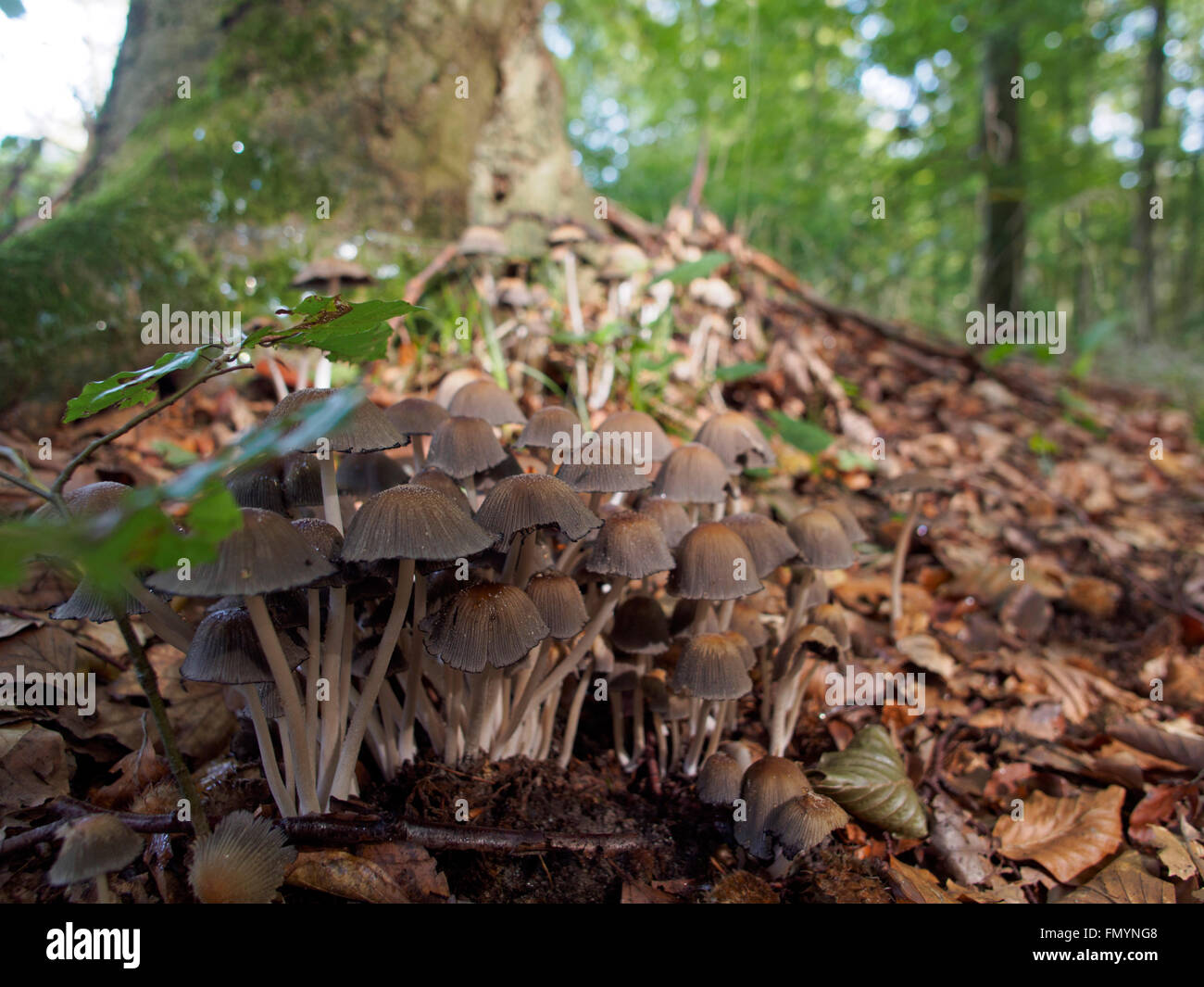 Tree mushrooms hi-res stock photography and images - Alamy