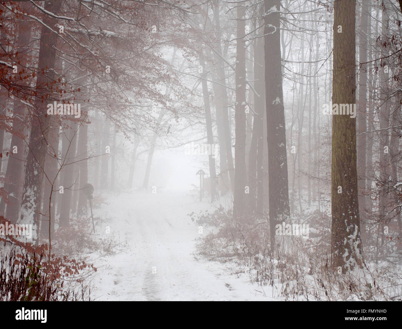 Deciduous forest winter hi-res stock photography and images - Alamy