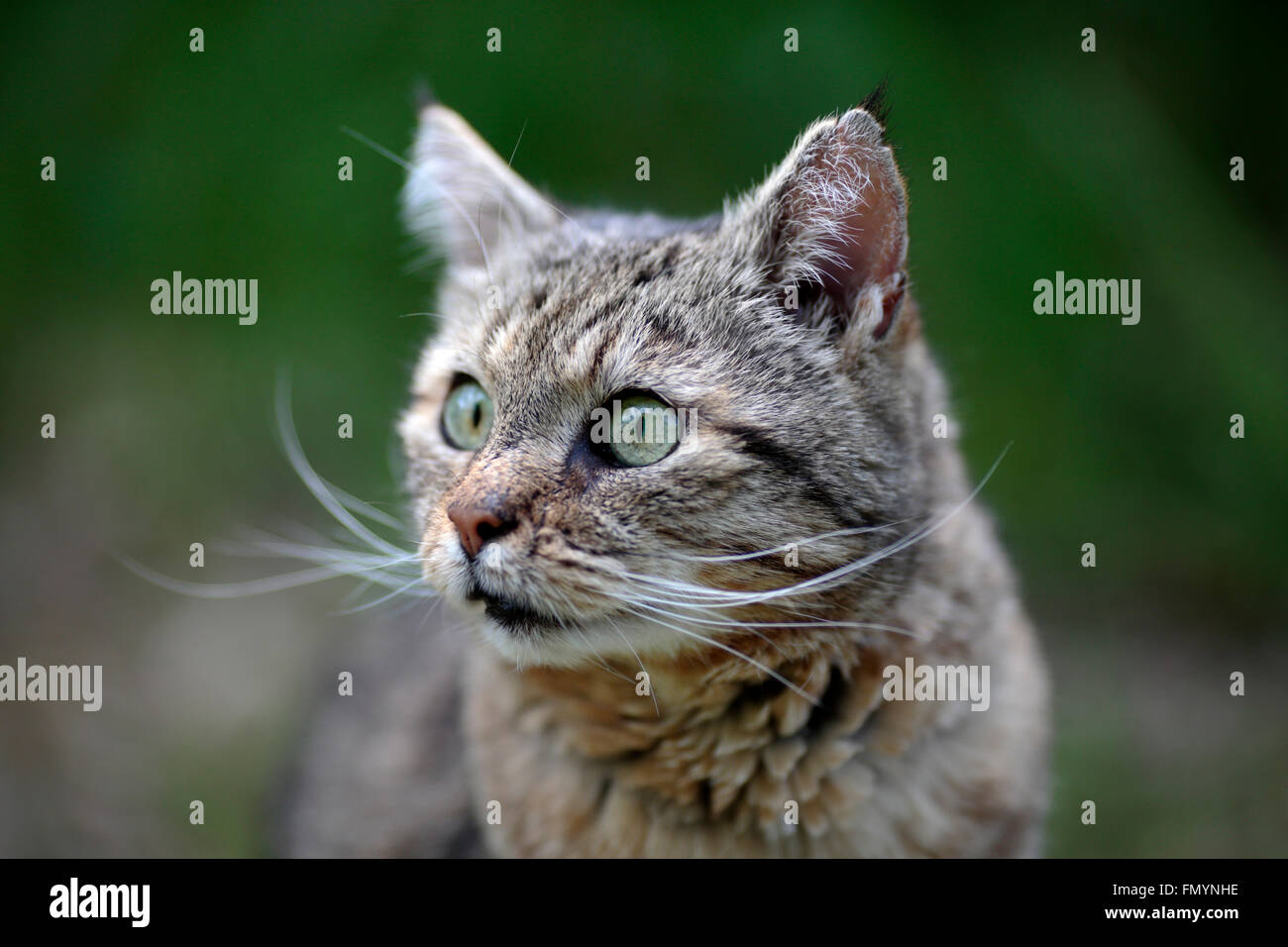 Curious green-eyed tabby tomcat Stock Photo - Alamy