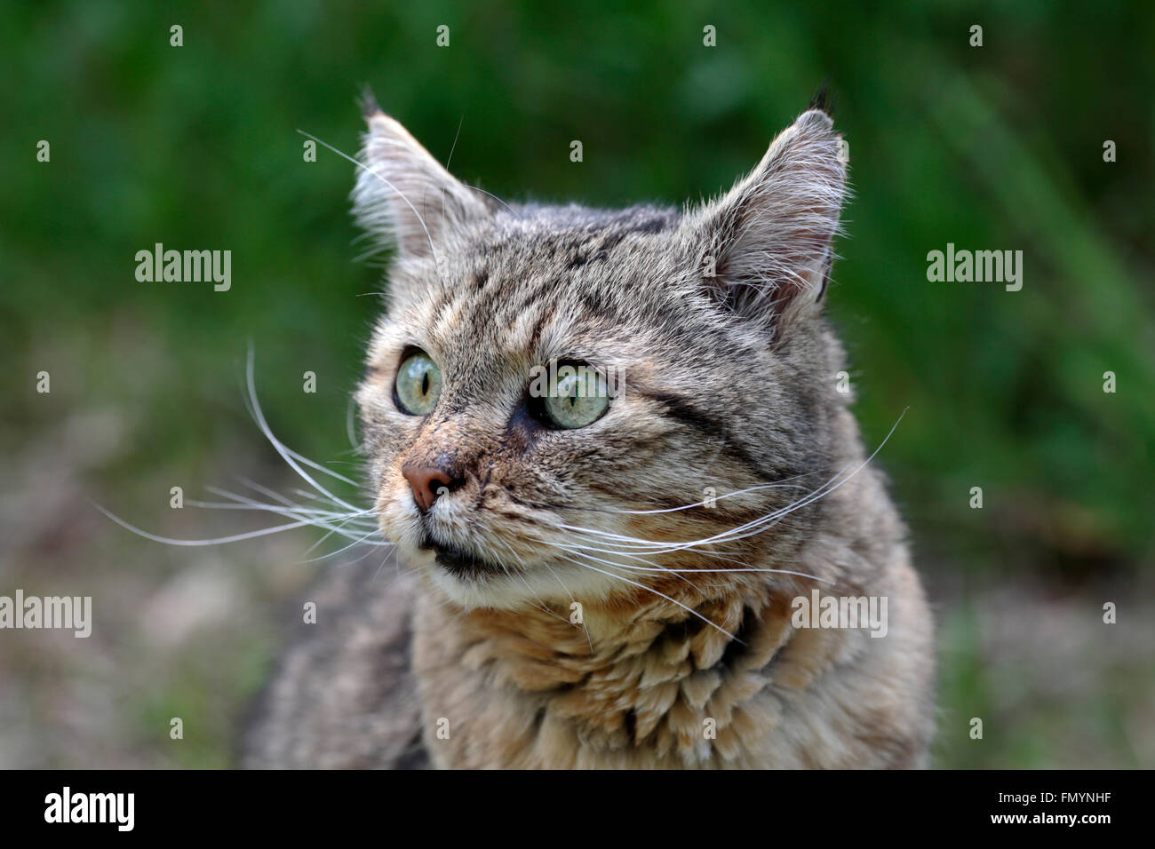 Curious green-eyed tabby tomcat Stock Photo - Alamy