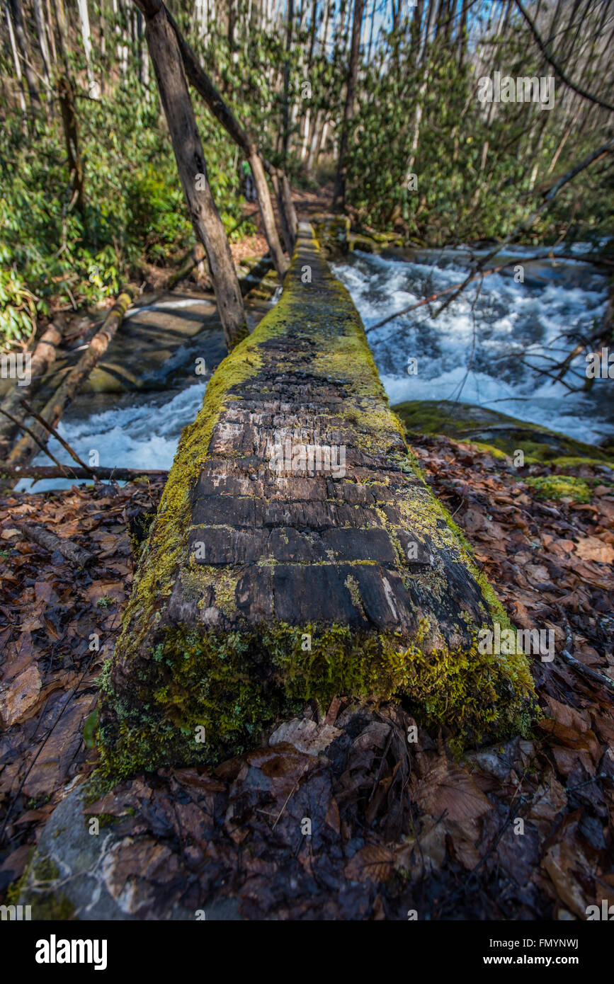 Close up perspective of moss covered log bridge over a creek raging ...