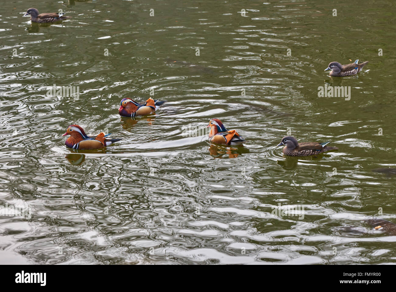Mandarin duck in a lake hi-res stock photography and images - Alamy