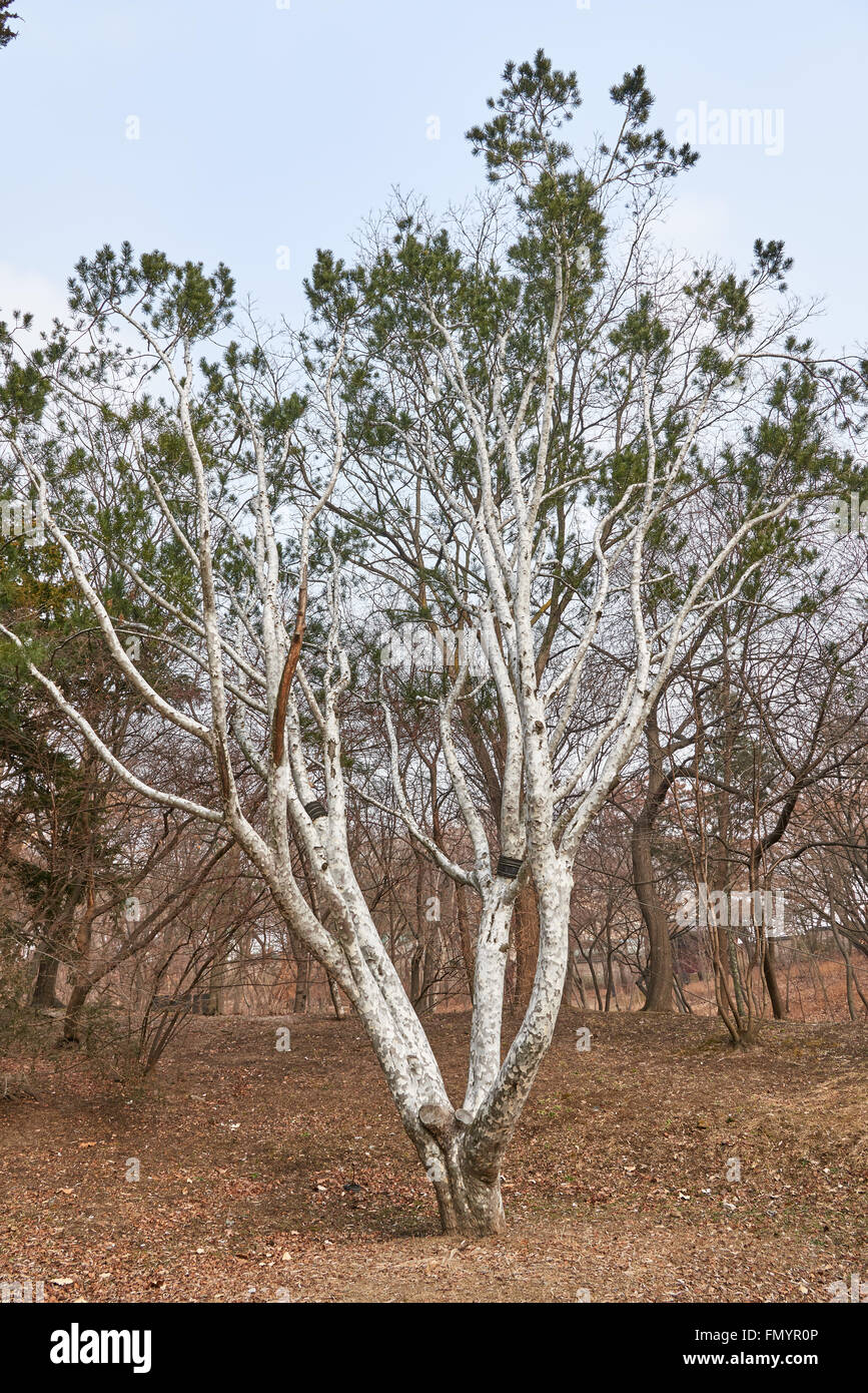 Lacebark pine tree hi-res stock photography and images - Alamy