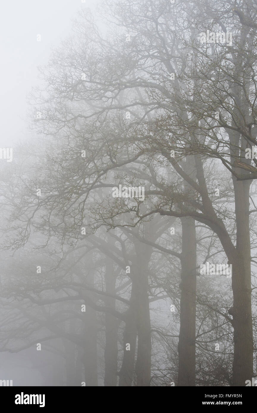 Misty oak tree branches in the fog. UK Stock Photo - Alamy