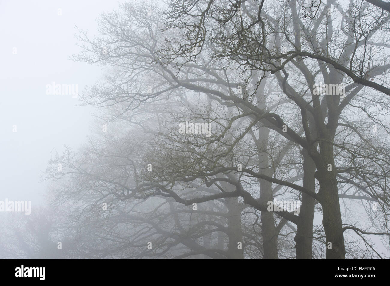 Misty oak tree branches in the fog. UK Stock Photo - Alamy