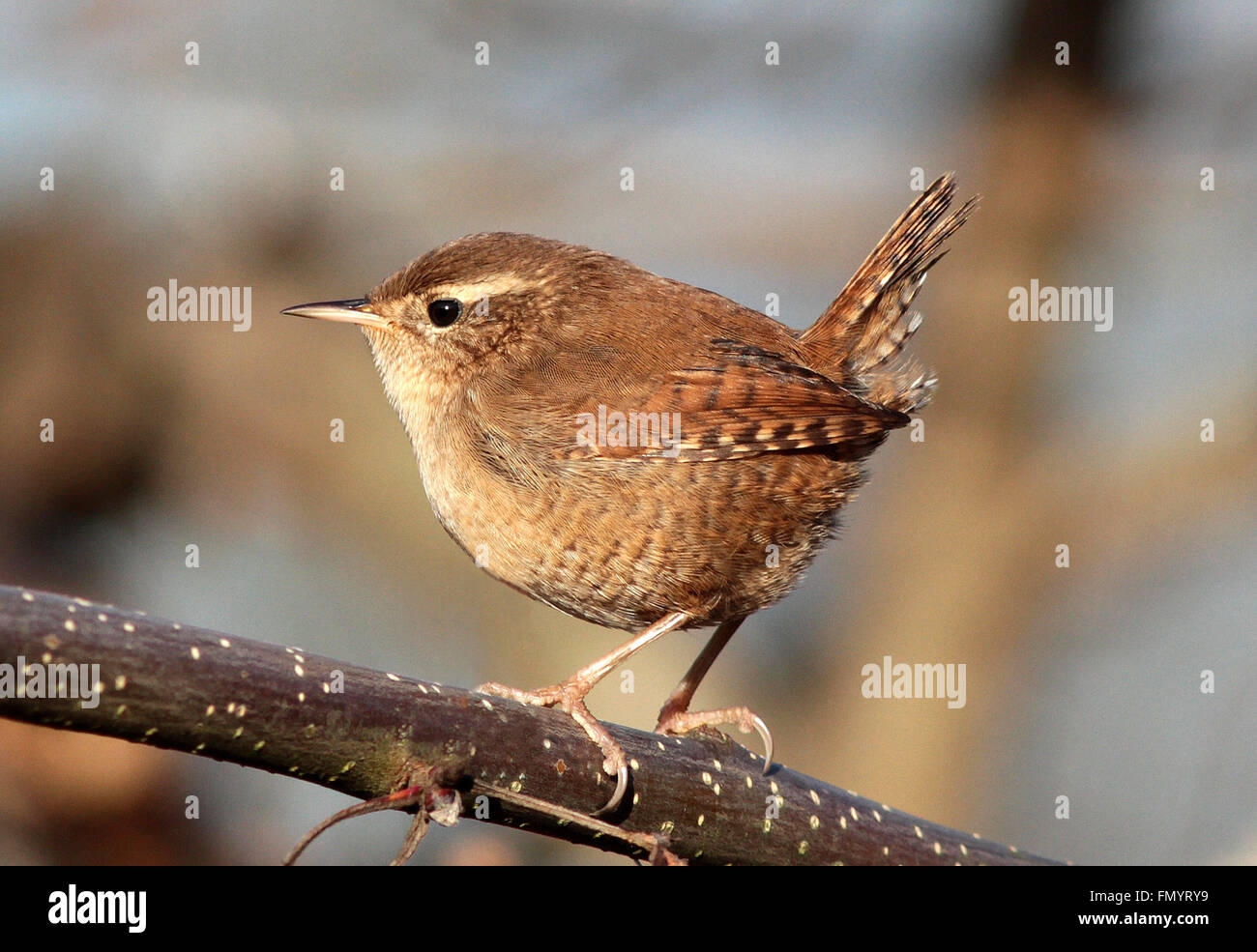 Eurasian wren, Troglodytes troglodytes sitting with lifted tail Stock ...
