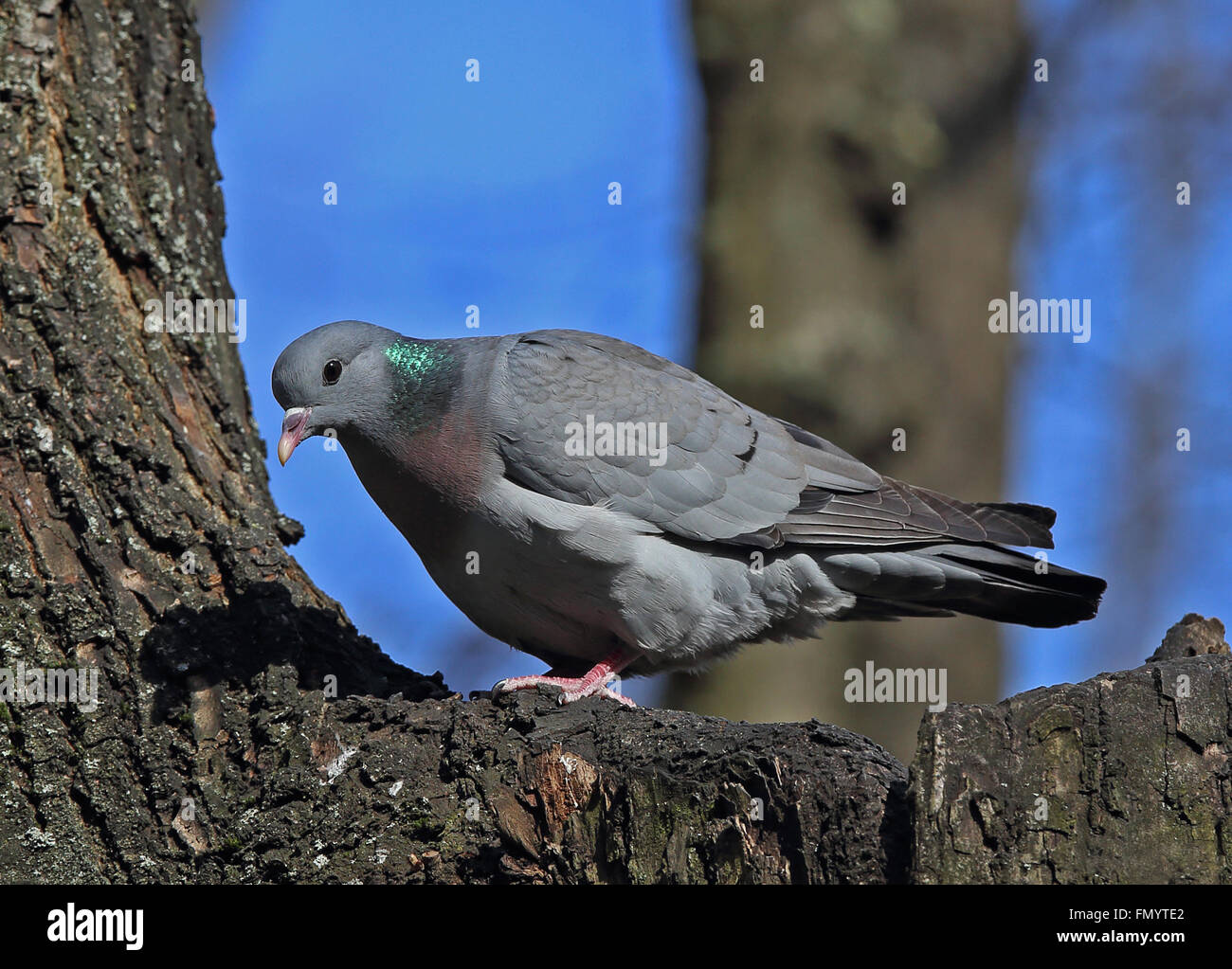 Tree dove hi-res stock photography and images - Alamy