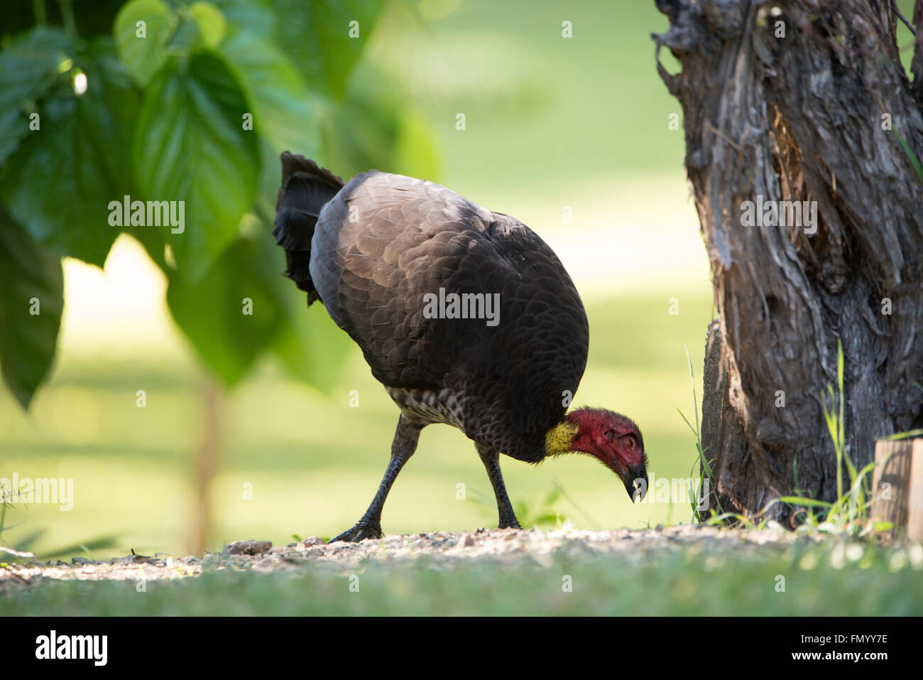 An Australian Brush Turkey, also known as a Scrub turkey, Bush turkey ...