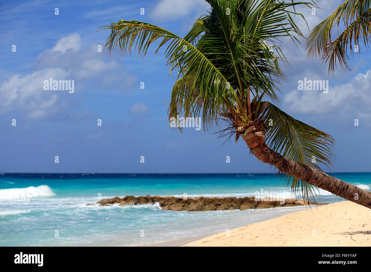 View of nice tropical beach with palm. Barbados Stock Photo - Alamy