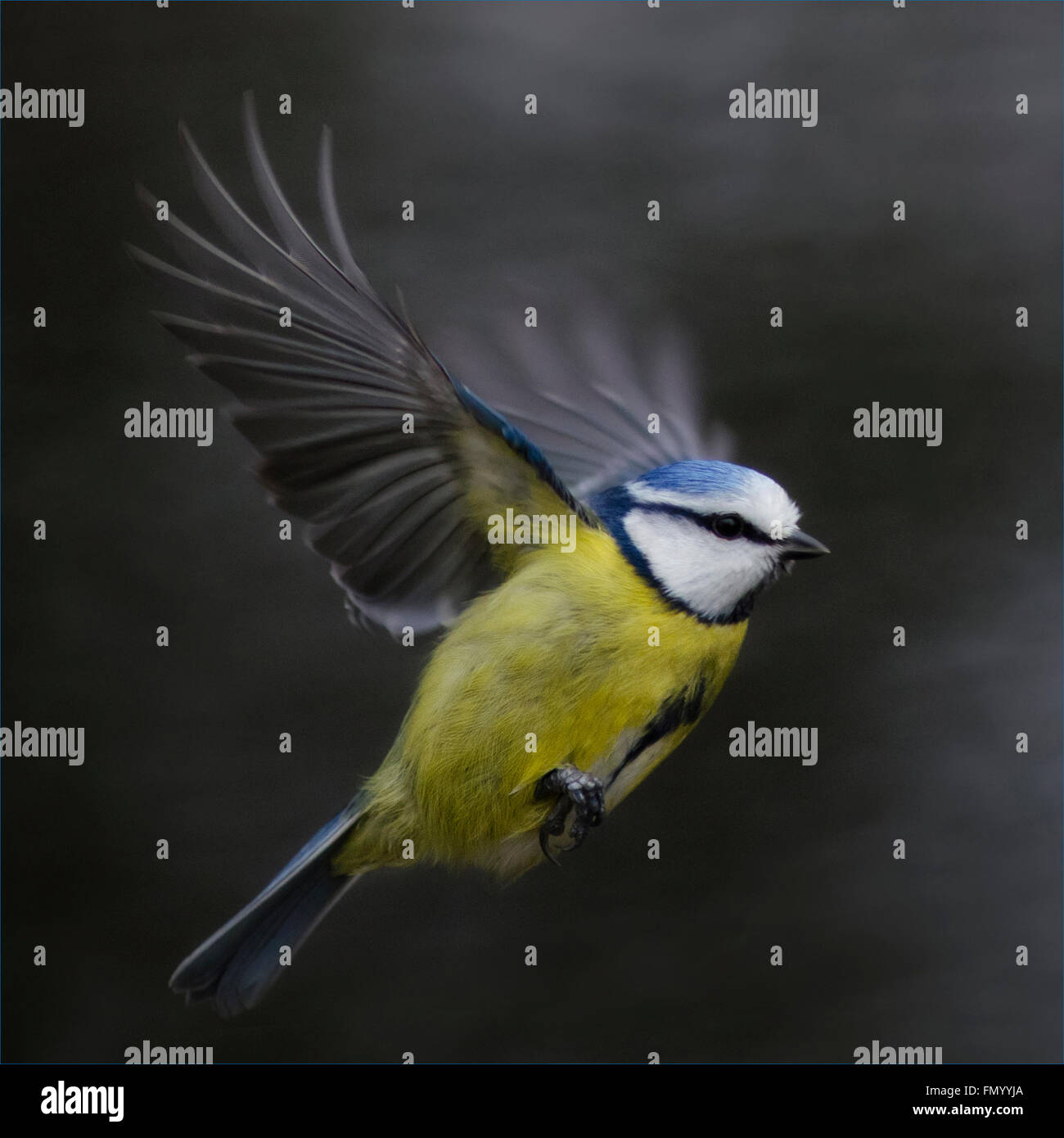 Blue tit in flight Stock Photo - Alamy