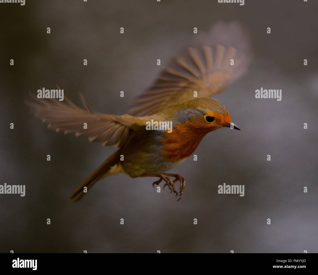 Robin in flight, neutral background, wings splayed Stock Photo - Alamy