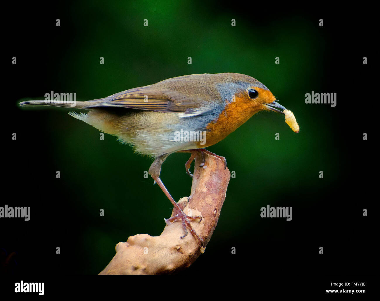 Wax Worm Stock Photos & Wax Worm Stock Images - Alamy