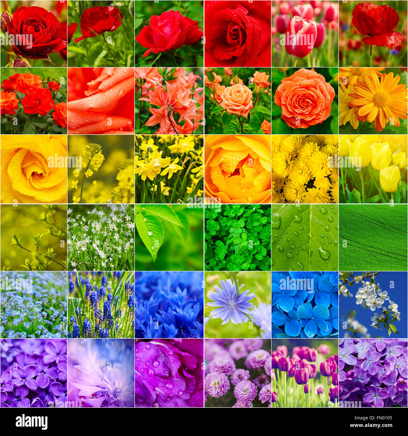 Spring flowers collage Stock Photo - Alamy