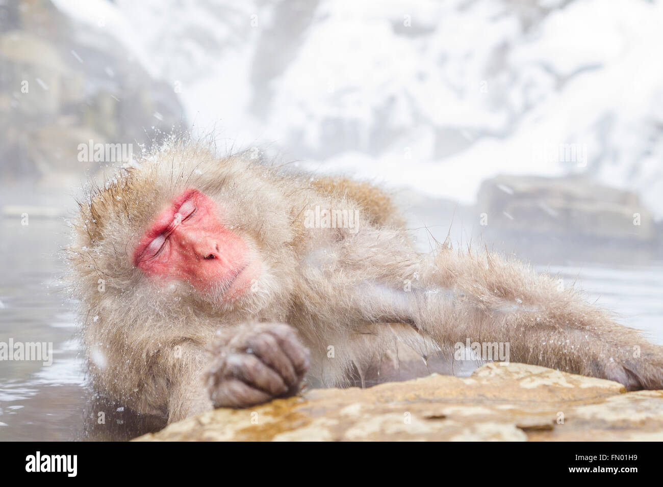 A relaxing snow monkey at Jigokudani's hot spring, Japan Stock Photo ...