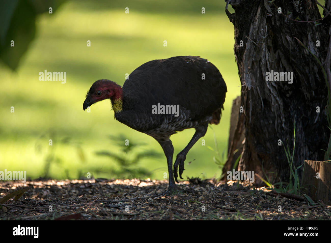 An Australian Brush Turkey, also known as a Scrub turkey, Bush turkey ...