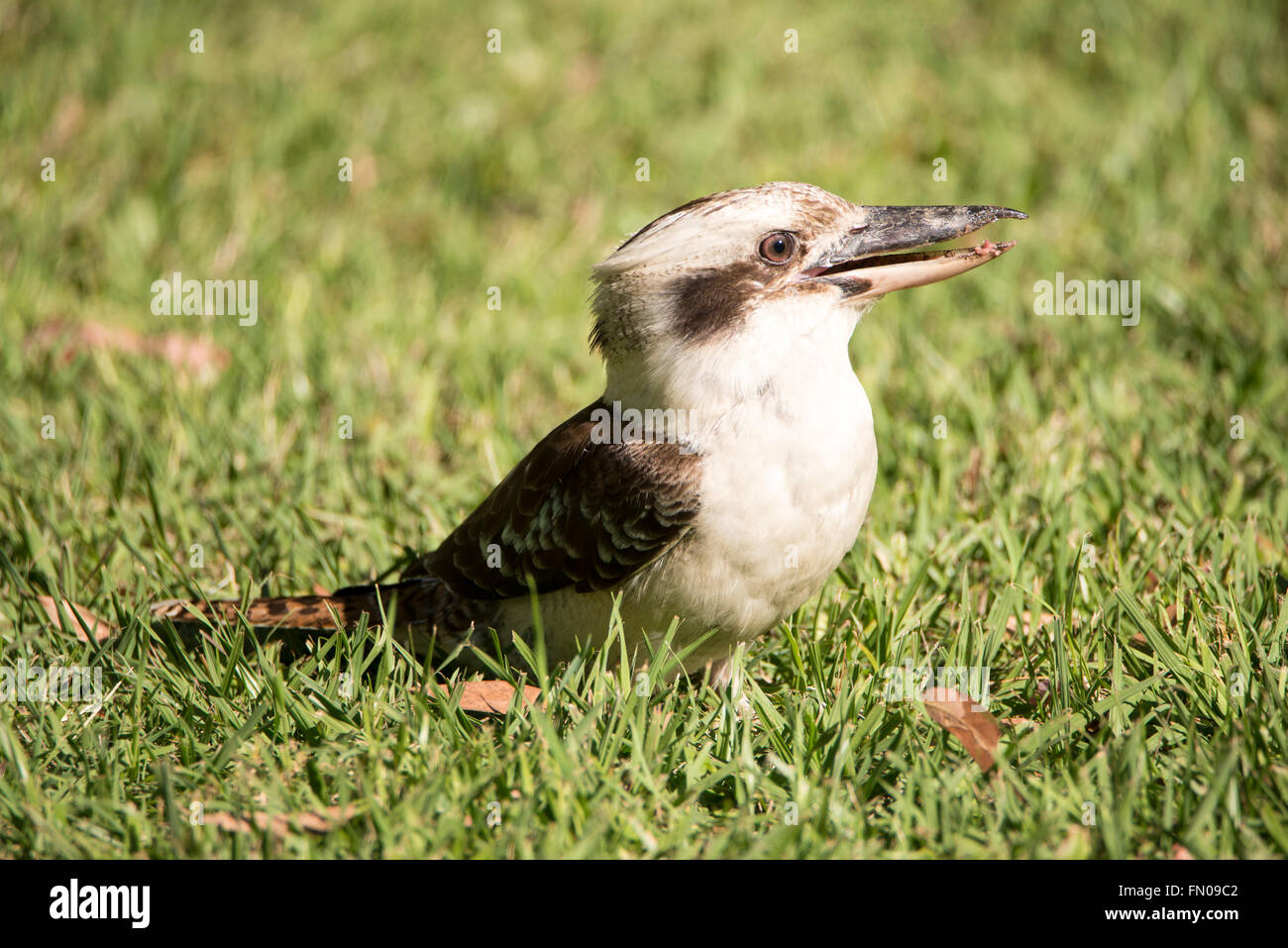 A Laughing kookaburra in a garden on the Sunshine Coast in Queensland ...