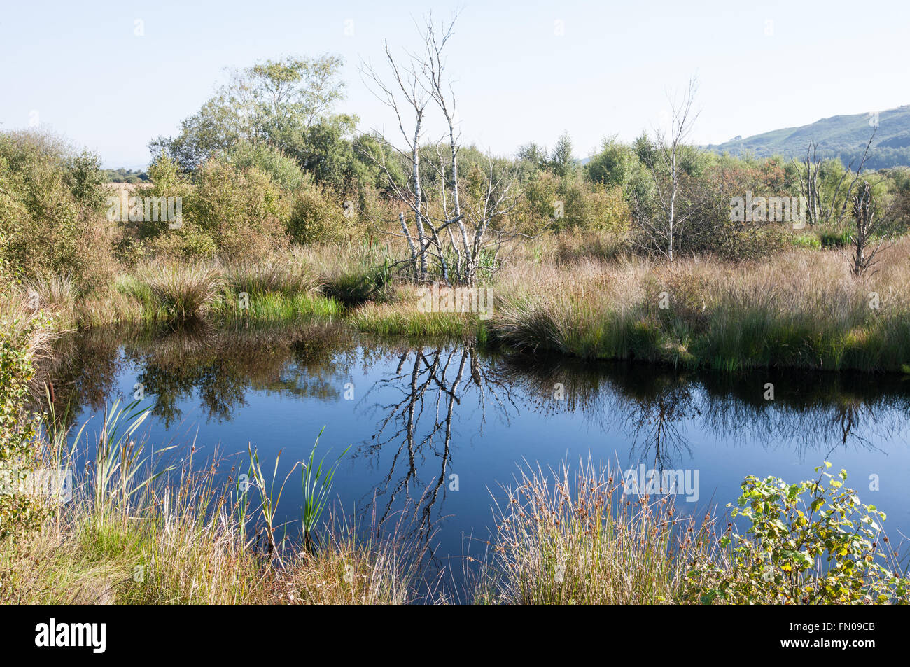 Cors Caron,Tregaron bog,Ceredigion,Wales,U.K Stock Photo - Alamy