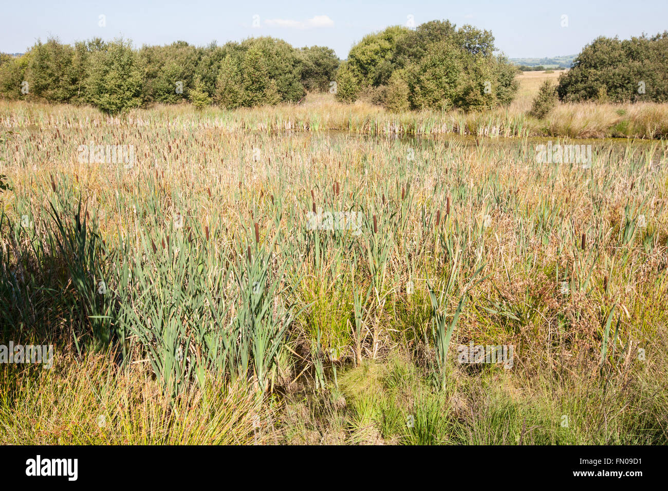 Cors Caron,Tregaron bog,Ceredigion,Wales,U.K Stock Photo - Alamy